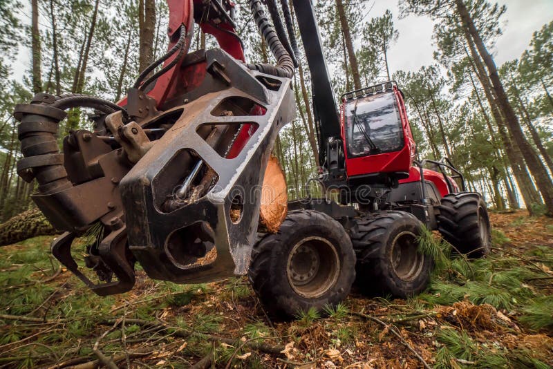 Harvester Machine Cutting Logs after Falling Pine Tree in Close-up ...