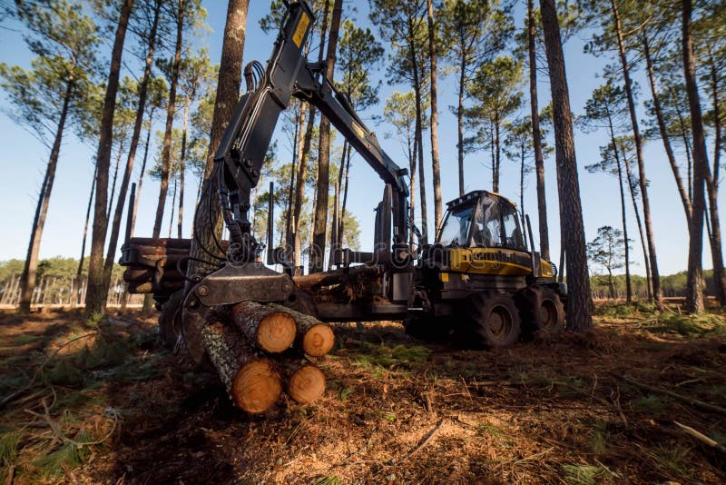 Forwarder for Logging, Picking Up Pine Logs for Storage Stock Photo ...