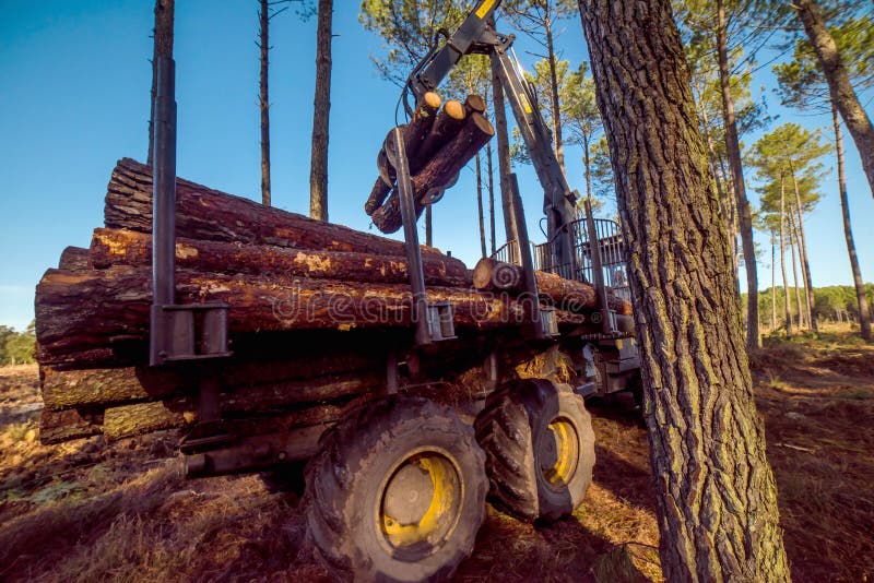 Forwarder for Logging, Picking Up Pine Logs for Storage Stock Image ...