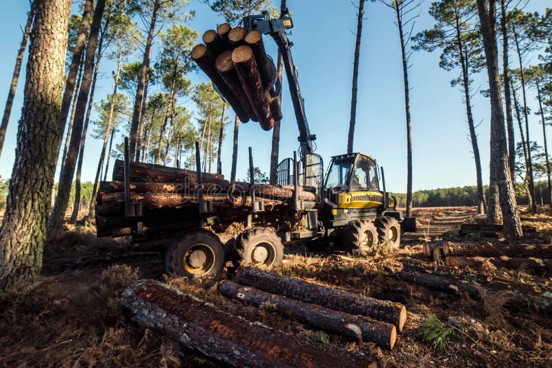 Forwarder for Logging, Picking Up Pine Logs for Storage Stock Image ...