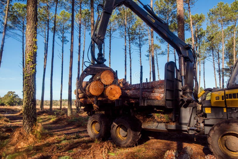 Forwarder for Logging, Picking Up Pine Logs for Storage Stock Photo ...