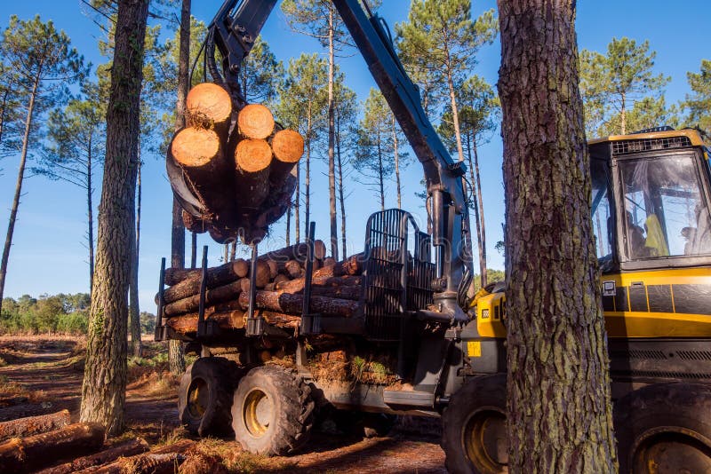 Forwarder for Logging, Picking Up Pine Logs for Storage Stock Photo ...