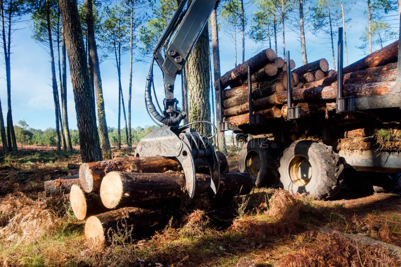 Forwarder for Logging, Picking Up Pine Logs for Storage Stock Photo ...