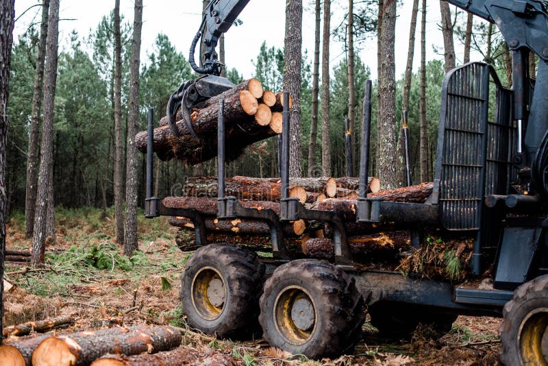 Forwarder for Logging, Picking Up Pine Logs for Storage Stock Photo ...
