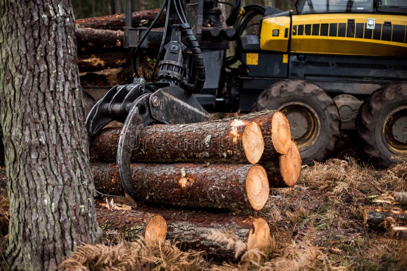Forwarder for Logging, Picking Up Pine Logs for Storage Stock Image ...
