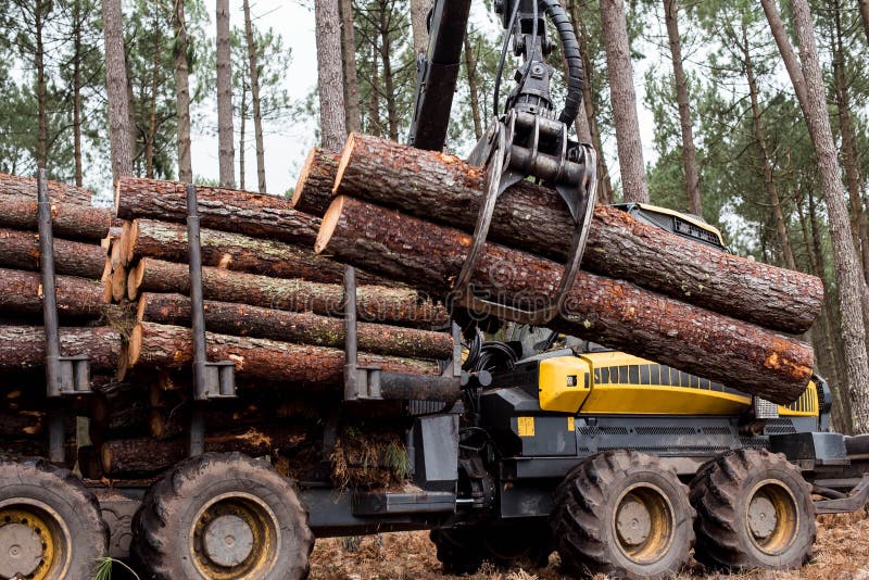 Forwarder for Logging, Picking Up Pine Logs for Storage Stock Image ...