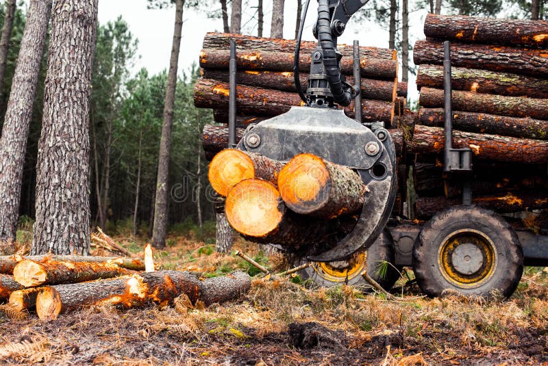 Forwarder for Logging, Picking Up Pine Logs for Storage Stock Photo ...
