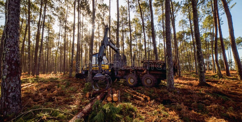 Forwarder for Logging, Picking Up Pine Logs for Storage Stock Photo ...