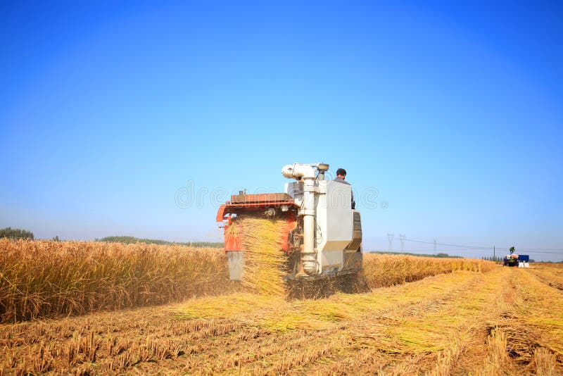 Harvester Machine is Harvesting Rice Stock Photo - Image of industry ...