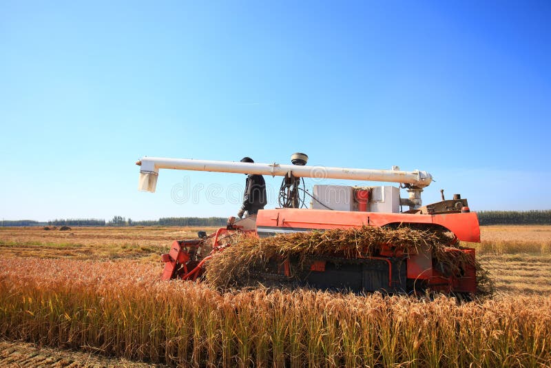 Harvester Machine is Harvesting Rice Stock Photo - Image of harvesting ...