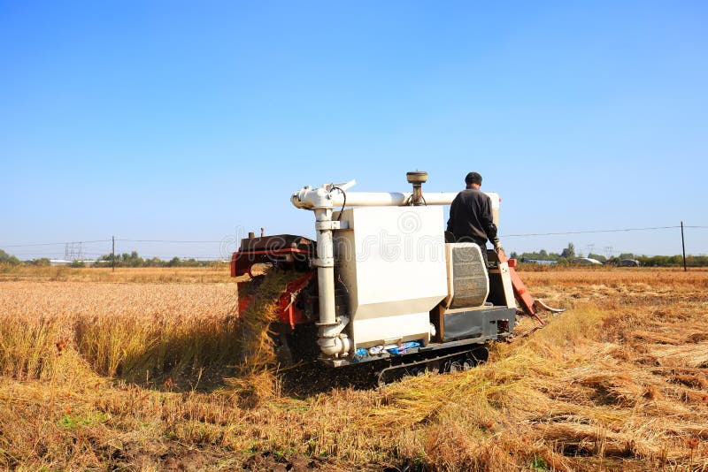 Harvester Machine is Harvesting Rice Editorial Photo - Image of ...