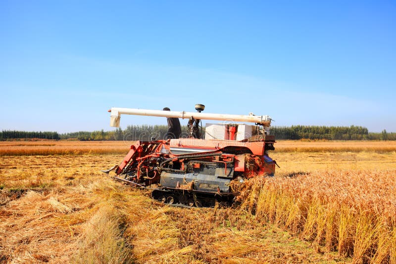 Harvester Machine is Harvesting Rice Editorial Photo - Image of plant ...