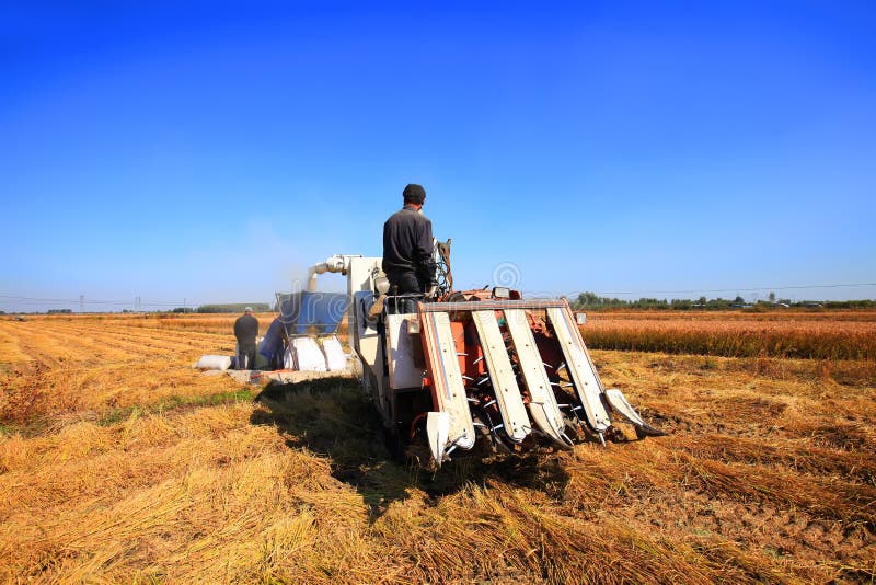 Harvester Machine is Harvesting Rice Editorial Photography - Image of ...