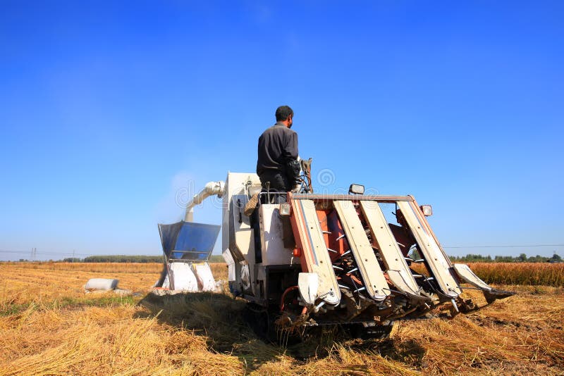 Harvester Machine is Harvesting Rice Editorial Stock Photo - Image of ...