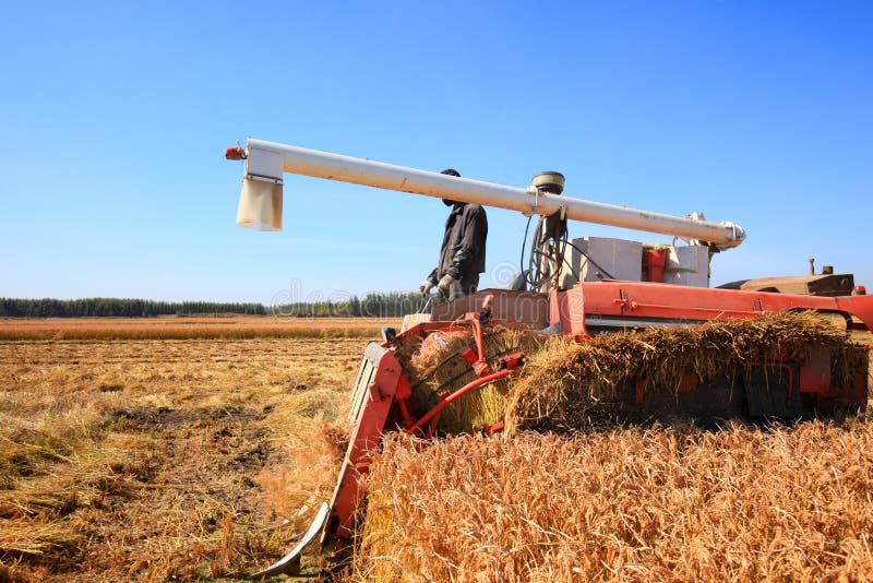 Harvester Machine is Harvesting Rice Stock Photo - Image of ...