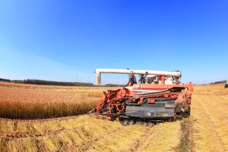 Harvester Machine is Harvesting Rice Stock Photo - Image of crop, plant ...