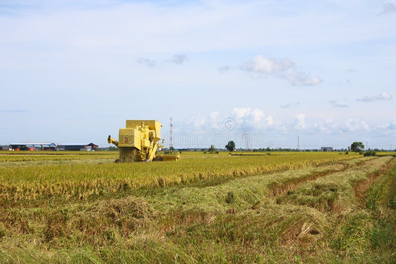 Harvester Machine on Paddy Field Stock Image - Image of equipment ...