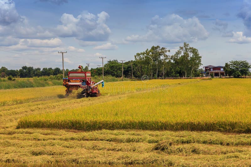 Harvester Machine - Rice Field Stock Image - Image of golden, harvester ...