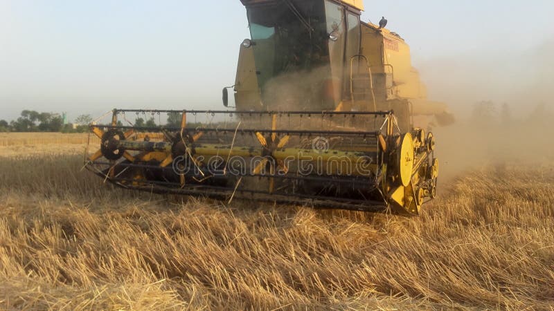 Harvester Machine in the Wheat Fields. Harvester Cutting Wheat Stock ...
