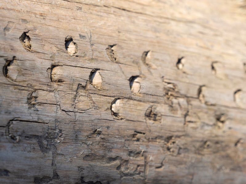Harvester Marks on Surface of Cut Tree Trunk in Pile Stock Photo ...