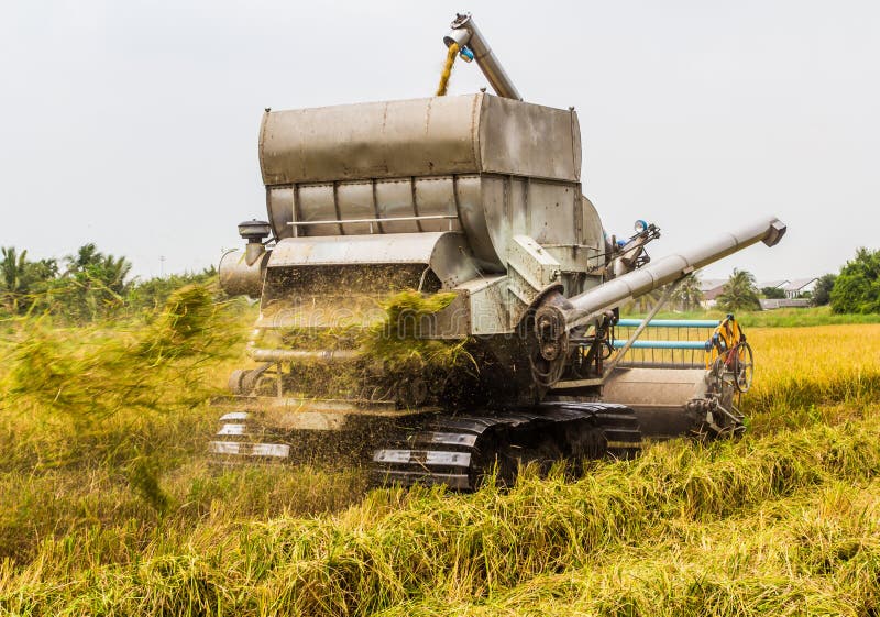 Harvester in rice field stock photo. Image of work, foreground - 60290248