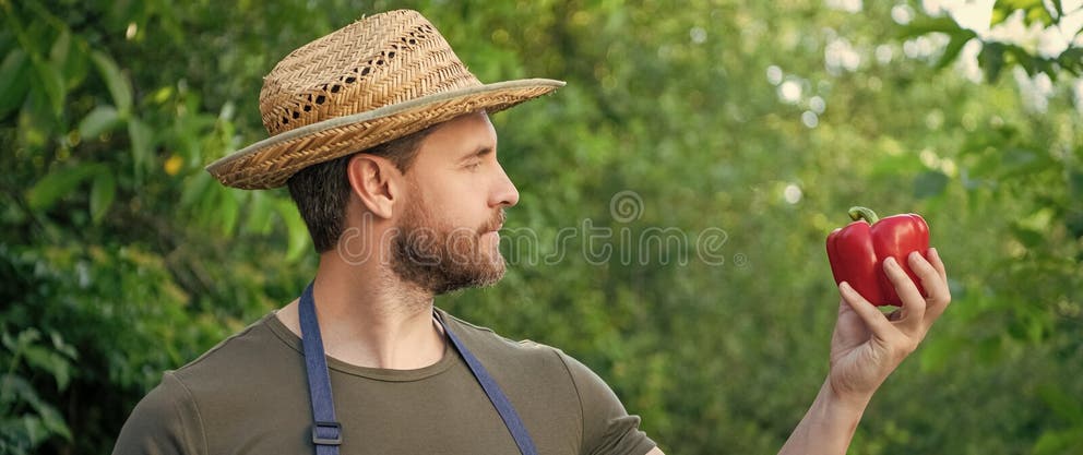 Harvester in Straw Hat with Sweet Pepper Stock Photo - Image of fresh ...