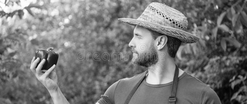Harvester in Straw Hat with Sweet Pepper Stock Photo - Image of ...