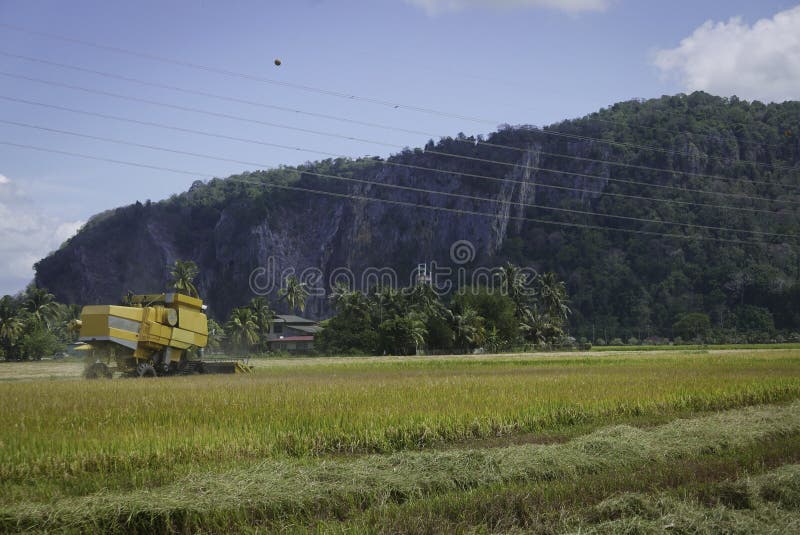 Harvester Tractor Working at Paddy Field Stock Image - Image of ...