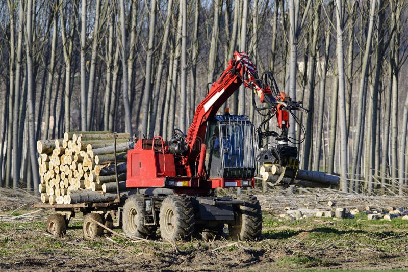 Harvester Working in a Poplar Forest Stock Image - Image of forestry ...
