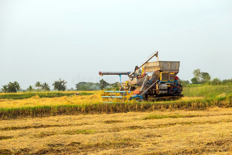 Harvesters Harvesting Rice in Fields Stock Image - Image of harvest ...