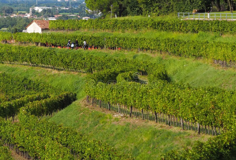 Harvesters among the Vineyards in September Editorial Stock Photo ...