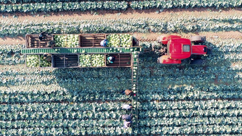 Harvesting, Agricultural Industry Concept. Agricultural Workers are ...