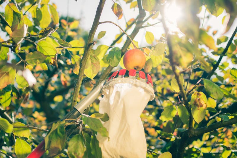 Harvesting Apples with a Fruit Picker Stock Image - Image of color ...