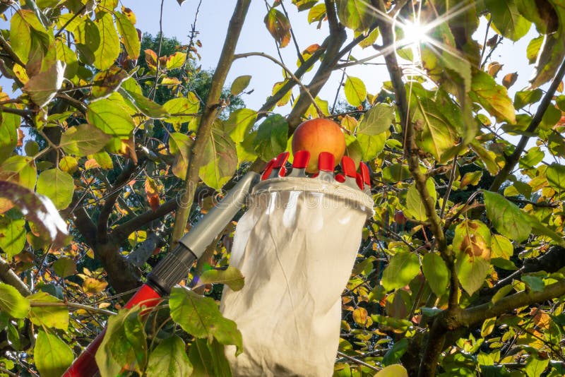 Harvesting Apples with a Fruit Picker Stock Photo - Image of light ...