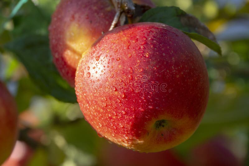 Harvesting Apples In Garden Autumn Harvest Season In Fruit Orchards