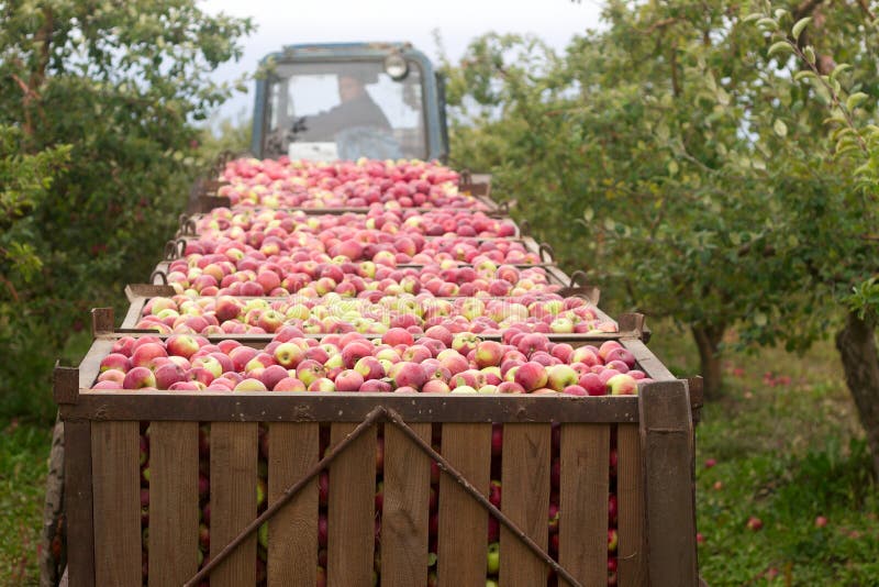 Apples in an orchard stock photo. Image of orchard, orchards - 54611088