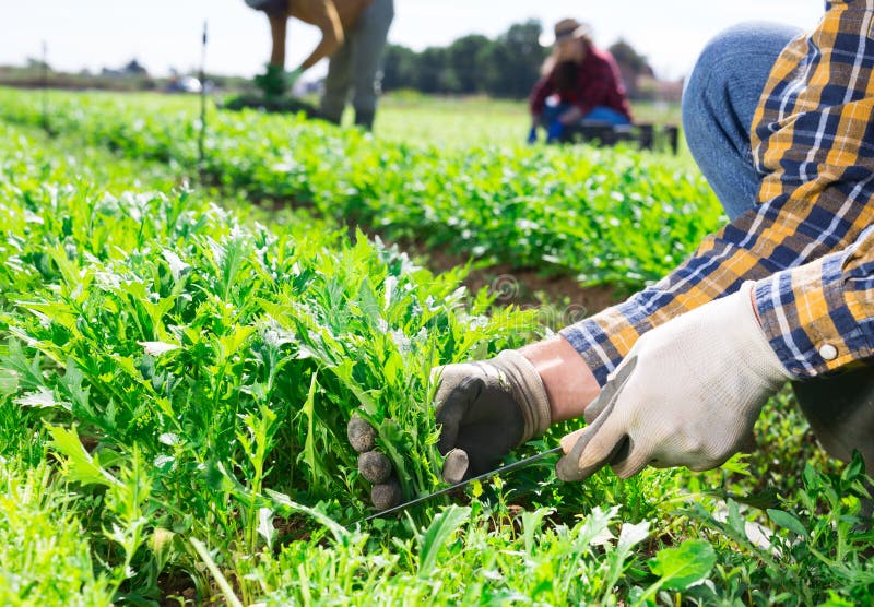 Harvesting Arugula on Summer Farm Field Stock Image - Image of ...