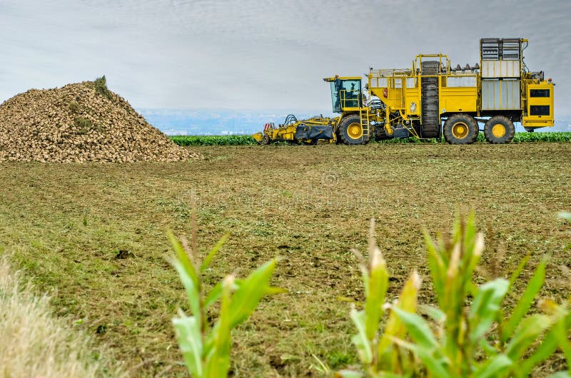 Beet Integral in Action in the Fields in Autumn Stock Photo - Image of ...