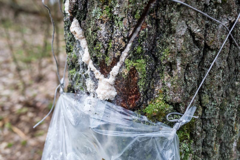 Harvesting of Birch Sap in a Spring Forest. Stock Image - Image of stem ...