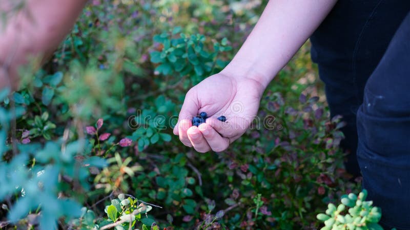 Harvesting Blueberries. Close-up of Blueberries Picked in the Forest in ...