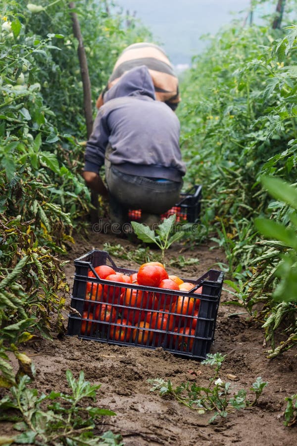 Harvesting Box Full with Red Tomatoes in Front of Harvesting Helper ...