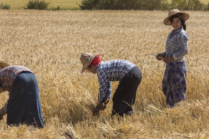 Burmese Agriculture - Hiegu Paddy Fields - Myanmar Editorial Photo ...