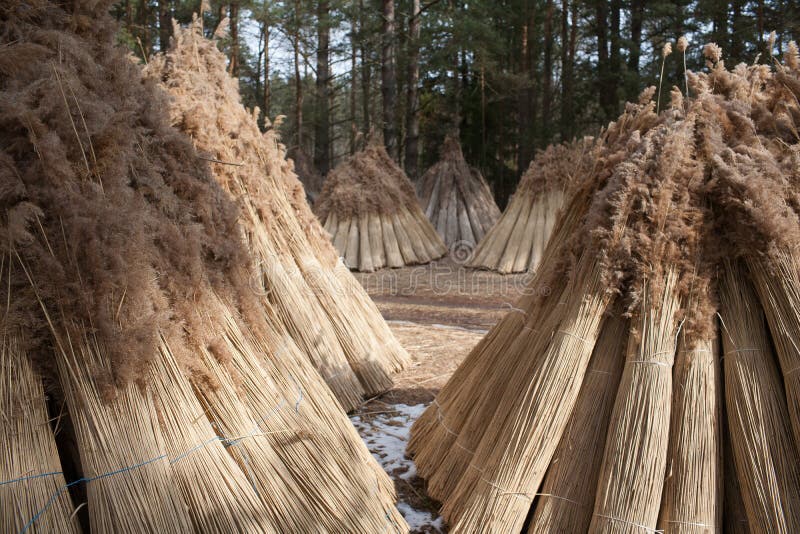 Harvesting Cane for Making Roofs. Winter Landscape. Stock Image - Image ...