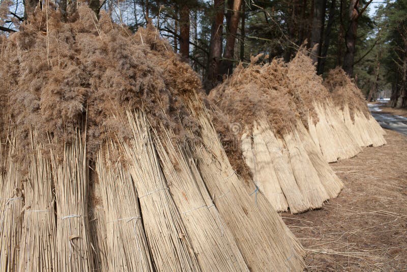 Harvesting Cane for Making Roofs. Winter Landscape. Stock Photo - Image ...
