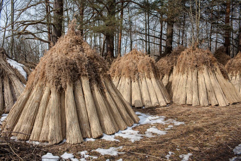 Harvesting Cane for Making Roofs. Winter Landscape. Stock Photo - Image ...