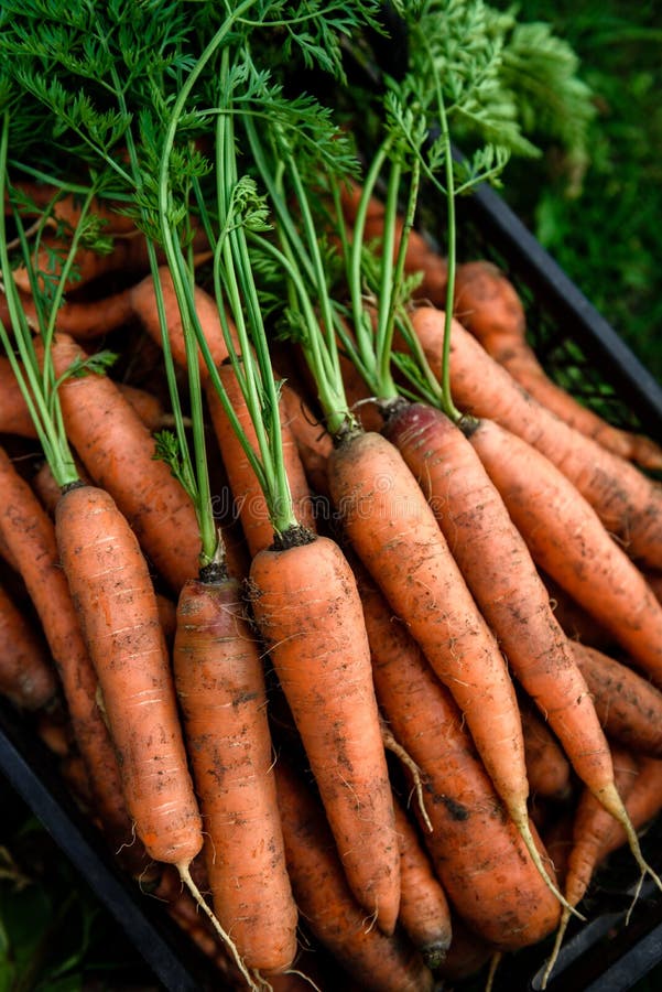 Harvesting Carrots. Fresh Carrot in Black Box Stock Photo - Image of ...