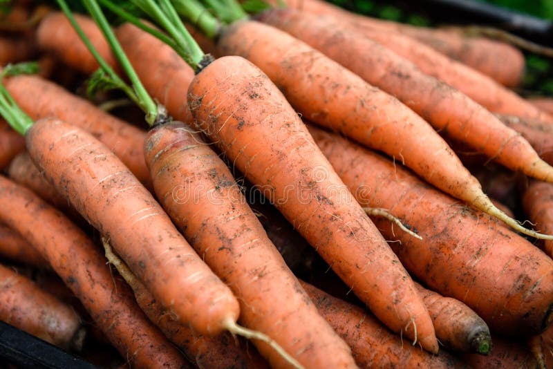 Harvesting Carrots. Fresh Carrot in Black Box Stock Photo - Image of ...