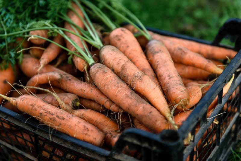 Harvesting Carrots. Fresh Carrot in Black Box Stock Photo - Image of ...