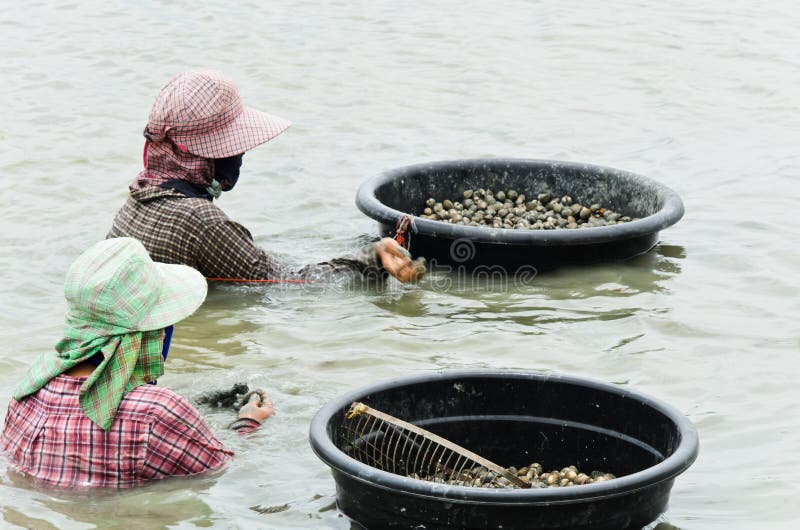 Harvesting Cockles From Farming Pond Stock Photo - Image of pond, float ...