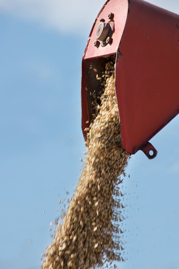 Harvesting Combine Emptying the Grain Stock Photo - Image of growth ...